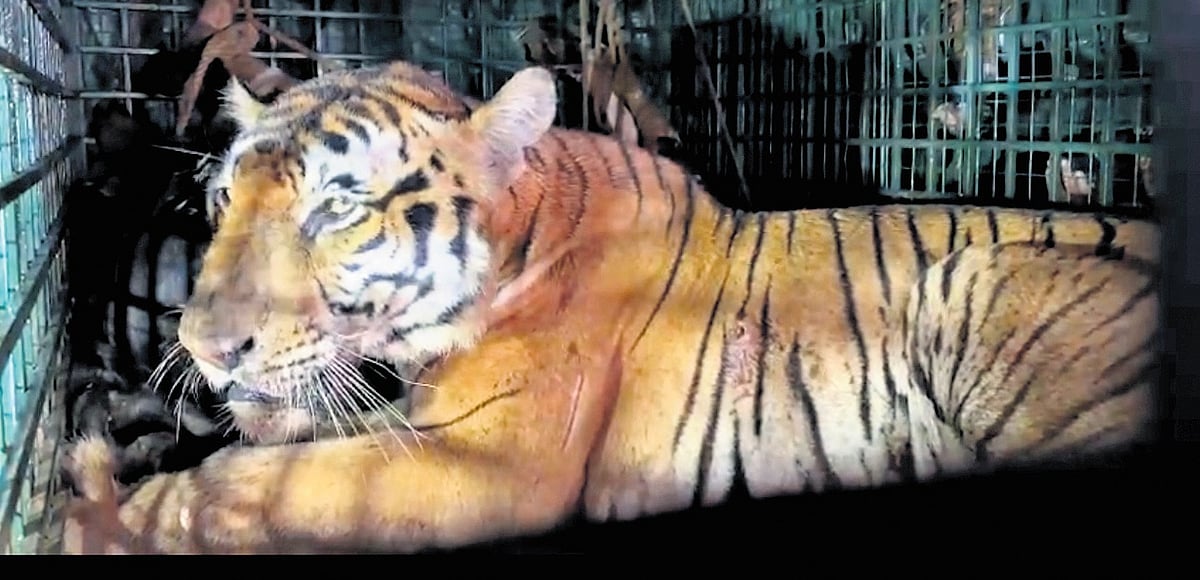 Health issues prompt possible zoo relocation for tiger captured in Wayanad