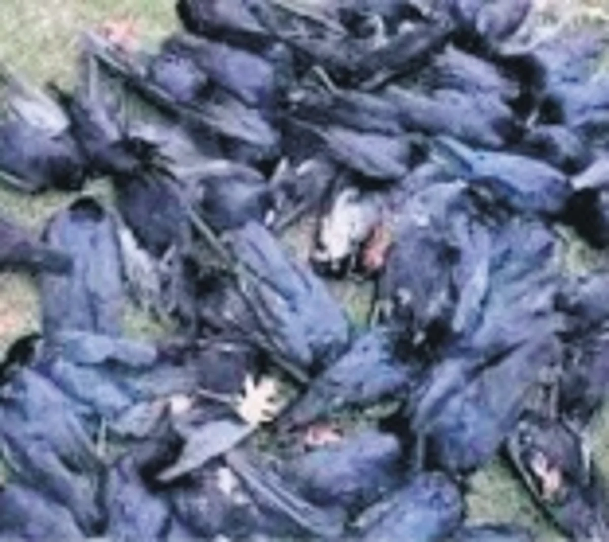 Kerala bird flu: Crows found dead in Alappuzha Kerala bird flu: Crows found dead in Alappuzha