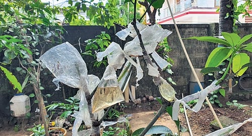 Moovandan to Miyazaki on a Malgoa in Cherai