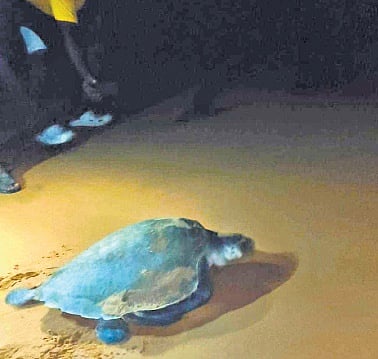 Failed Olive Ridley turtle nesting sparks conservation lessons in Kerala