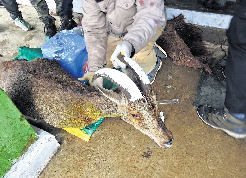 Lumps in Nilgiri Tahr not tumour, but parasite