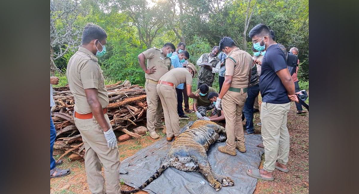 Tigress found dead, autopsy points to injuries from infighting