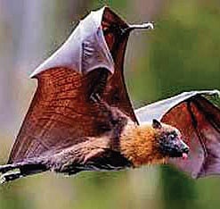 Bat surveillance arduous task for ill-equipped Kerala govt departments ...