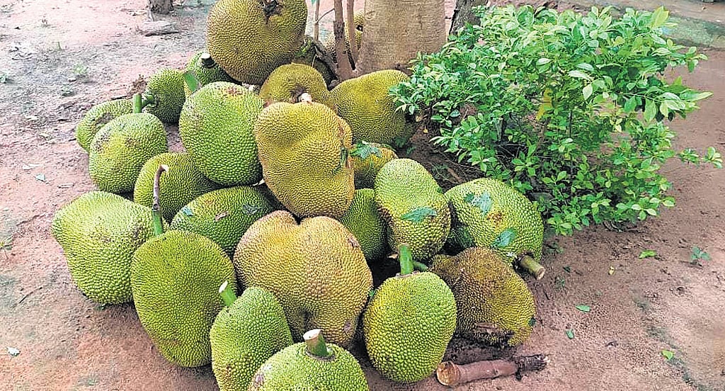 Jackfruit processing to get a push in Odisha