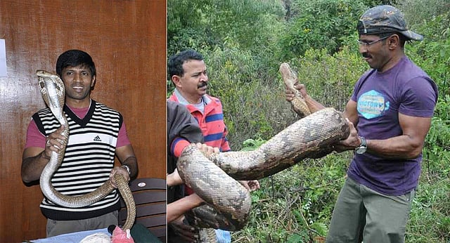 Helping them snake their way to safety