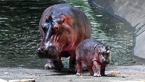 Hippo gives birth in Thiruvananthapuram zoo