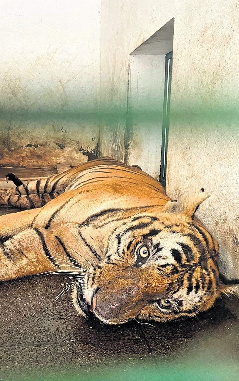 Tiger captured in Wayanad shifted to Thiruvananthapuram zoo