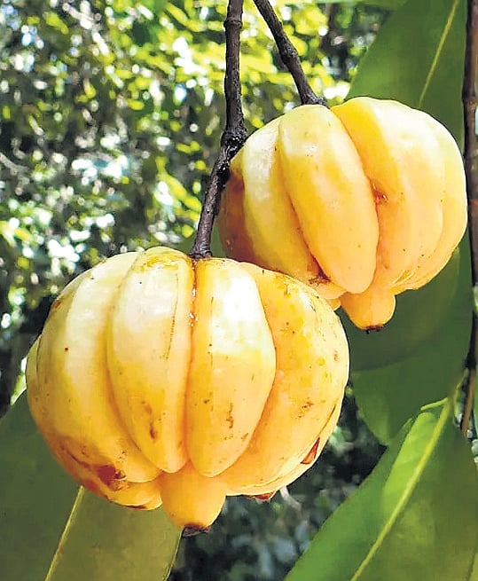 Cambodge: A tropical fruit with culinary secrets