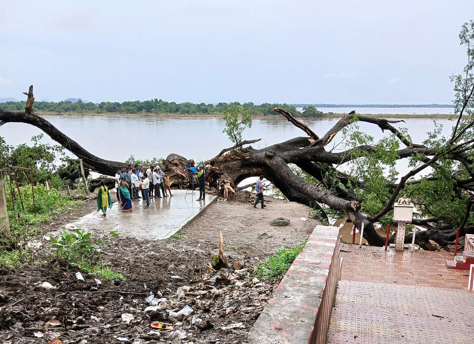 Iconic 150-year-old 'Cinema Tree' uprooted by Godavari floods in Andhra