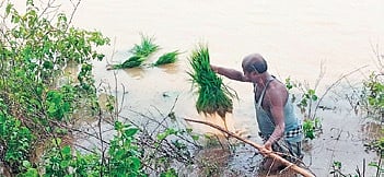 Rain bring havoc on farmlands of Badamba, Banki in Odisha's Cuttack ...