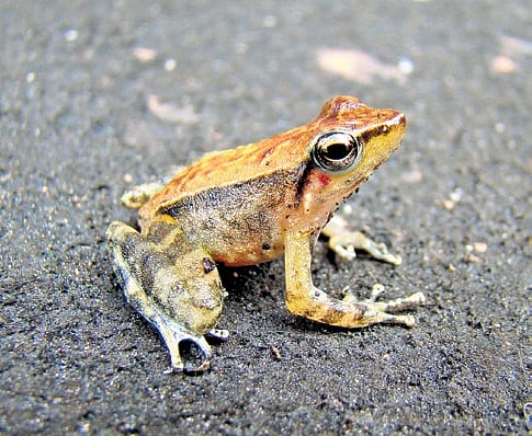 Kallar dancing frog spotted in Ranni forest division in Kerala