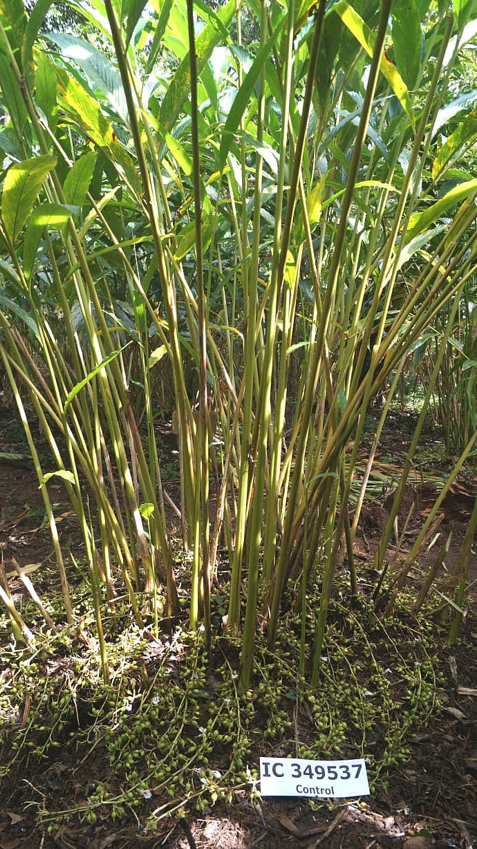 Green Cardamom Tree Modi Introduced Cardamom Varieties Researched At