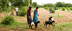 Tamil Nadu government’s green thumb turns fallow land of 25 years in ...