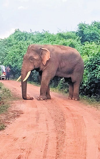 Chandaka tusker electrocuted near Bhubaneswar