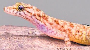 Two new gecko species brought to light in Madurai, Tenkasi