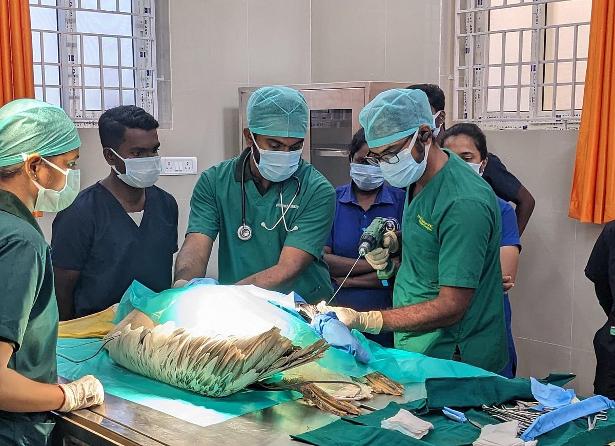 Rare wing surgery performed on Rosy Pelican in Chennai's Vandalur Zoo