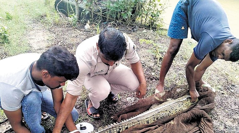 Forest officials rescue saltwater crocodile from village pond in Odisha