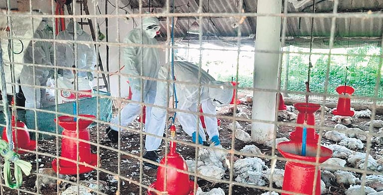 Avian flu outbreak in Odisha's Kendrapara, 2K birds culled