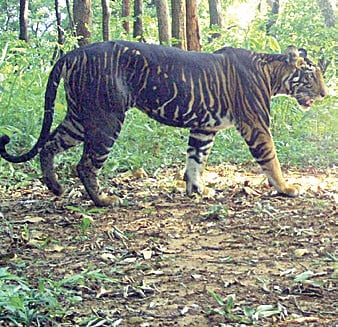 Melanistic tiger safari project gets National Tiger Conservation ...