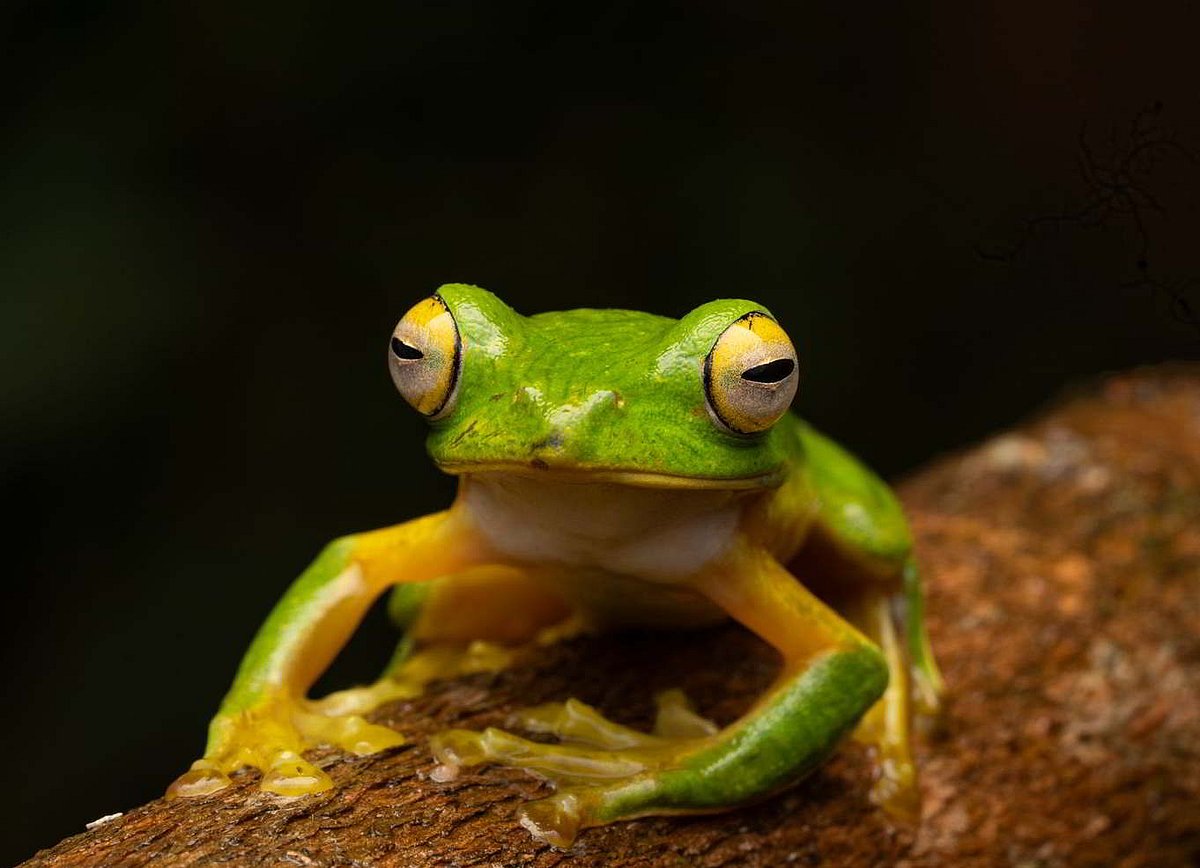 Endangered Flying Frog among 34 amphibian species spotted in Anamalai ...