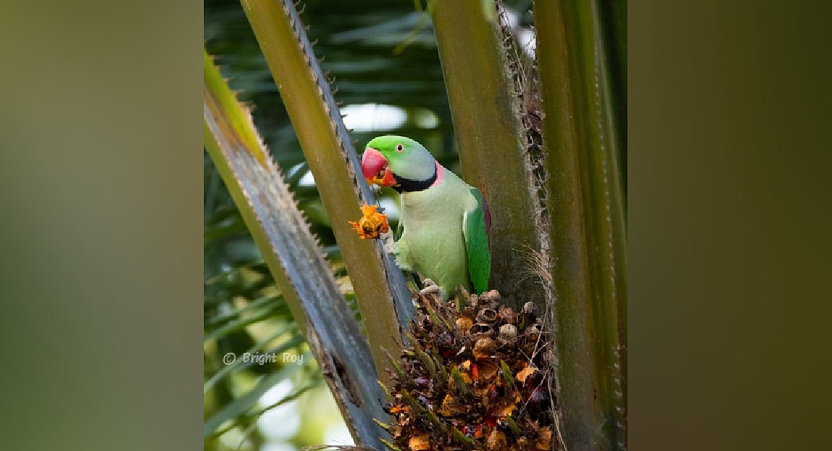 Parrot Alexandrine Alexandrine Parakeet Philips Animal Garden