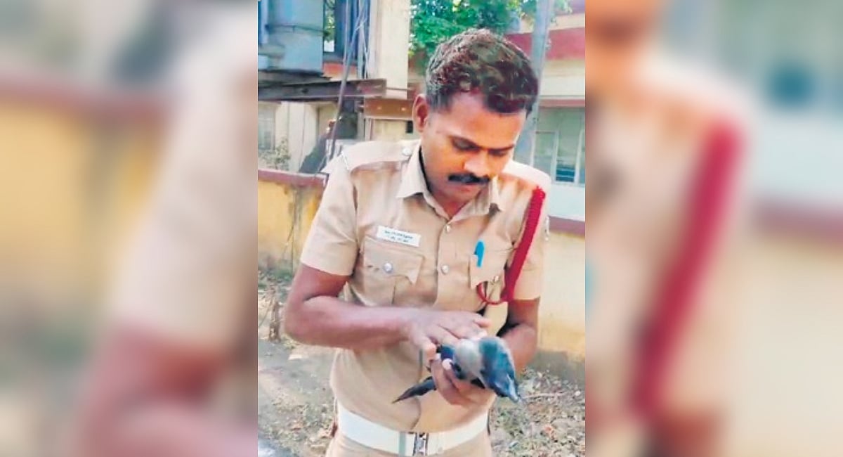 Firefighter saves electrocuted crow with CPR, video goes viral