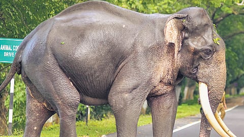 Stress levels in elephants on the rise, detailed study need of the hour
