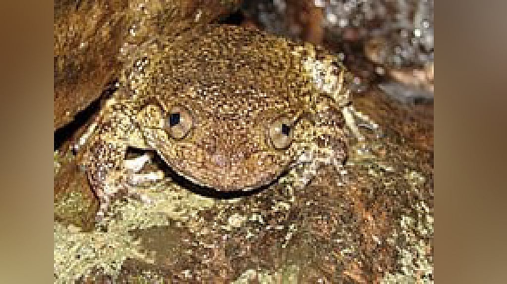 Researchers note 31 endemic species in Karnataka