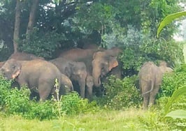 Elephant herd causes panic to residents in Odisha's Angul town