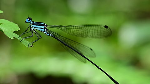 New species of damselfly discovered at Manjadininnavila in Kerala