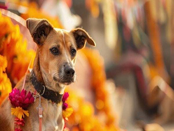 ‘Festival of Dogs’ to be celebrated on Oct 17
