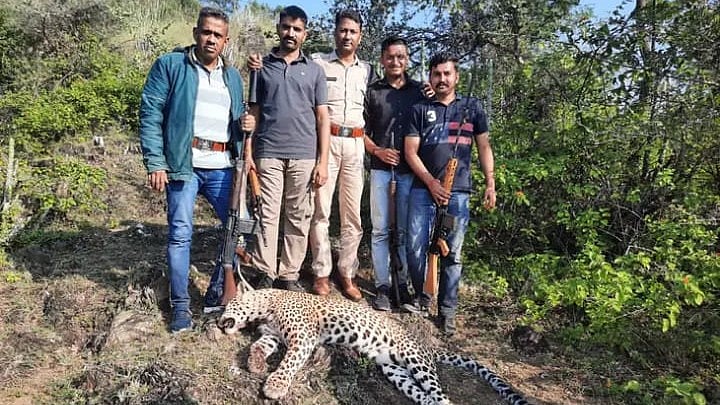Man-eating leopard shot dead by authorities in Udaipur amid rising attacks