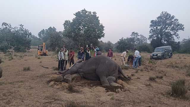 Animal tragedy in MP jungles: Four wild tuskers found dead, five others critical at Bandhavgarh ...