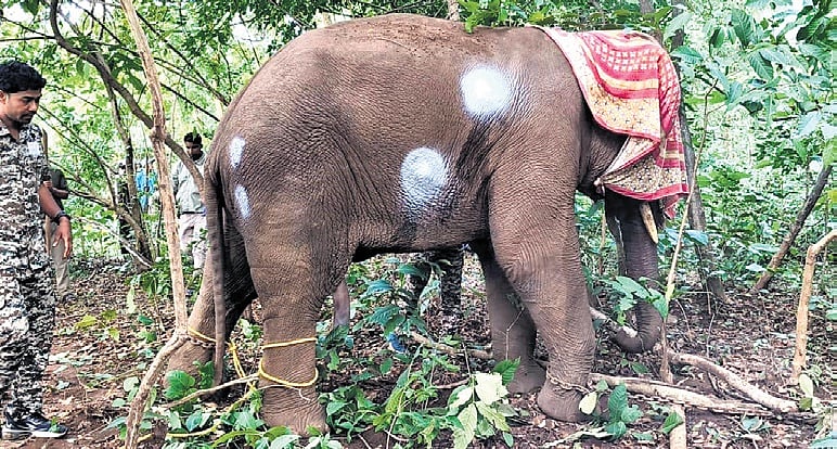 Injured elephant found with multiple arrow wounds in Odisha's Nuagarh ...