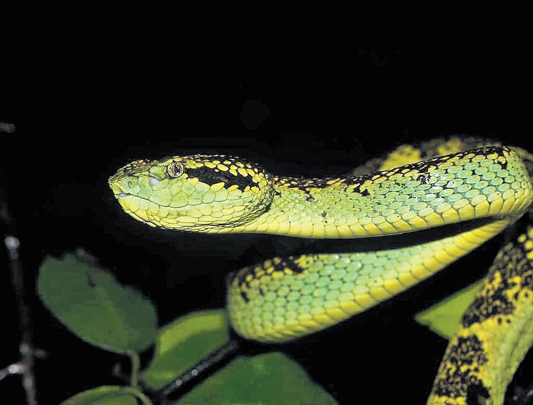 Viper Snake Strike Viper Wikipedia