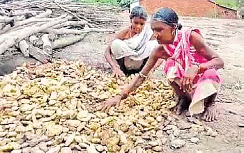 Odisha Human Rights Commission demands action to prevent mango kernel ...