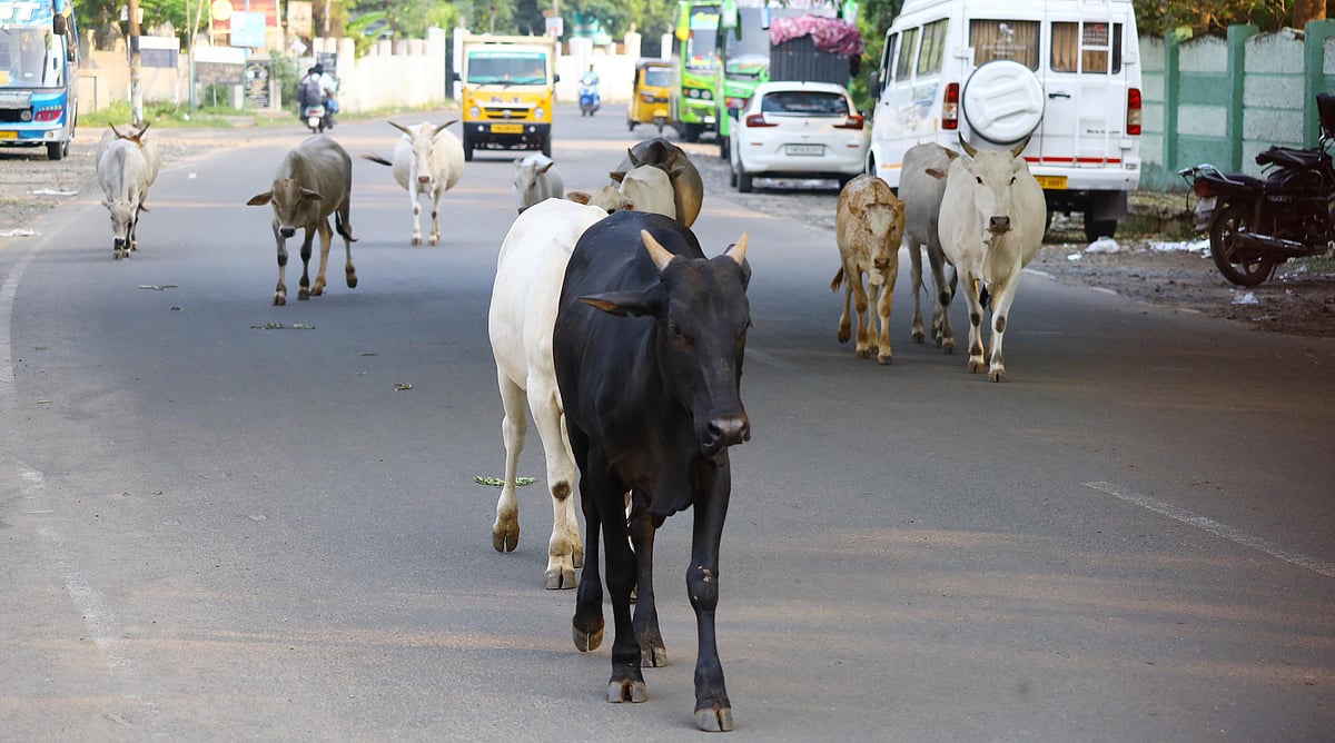 Stray cattle menace remain high: 400 cattle captured in 6 months in Madurai