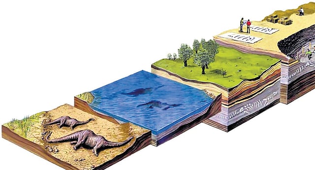 Fossilisation: A freeze of geological time