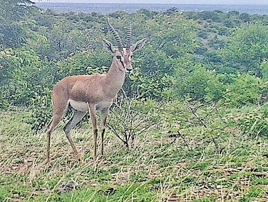 Kappatagudda now home to 18 mammals