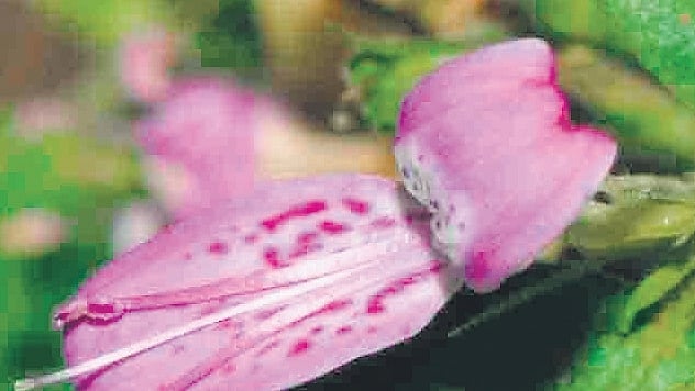 New flowering plant species discovered in Eastern Ghats of Andhra ...