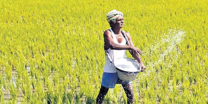 Paddy production in Thiruvananthapuram rose by 47 per cent in 2023 ...