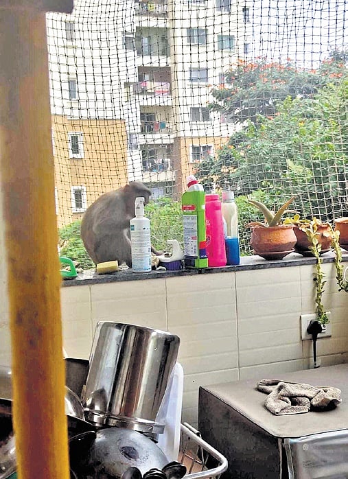 Monkeys wreak havoc, spark panic among residents in Begur
