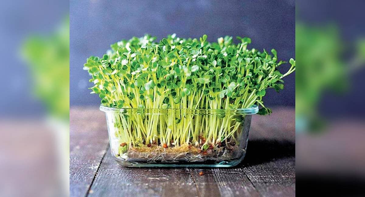 Tiny greens, big impact