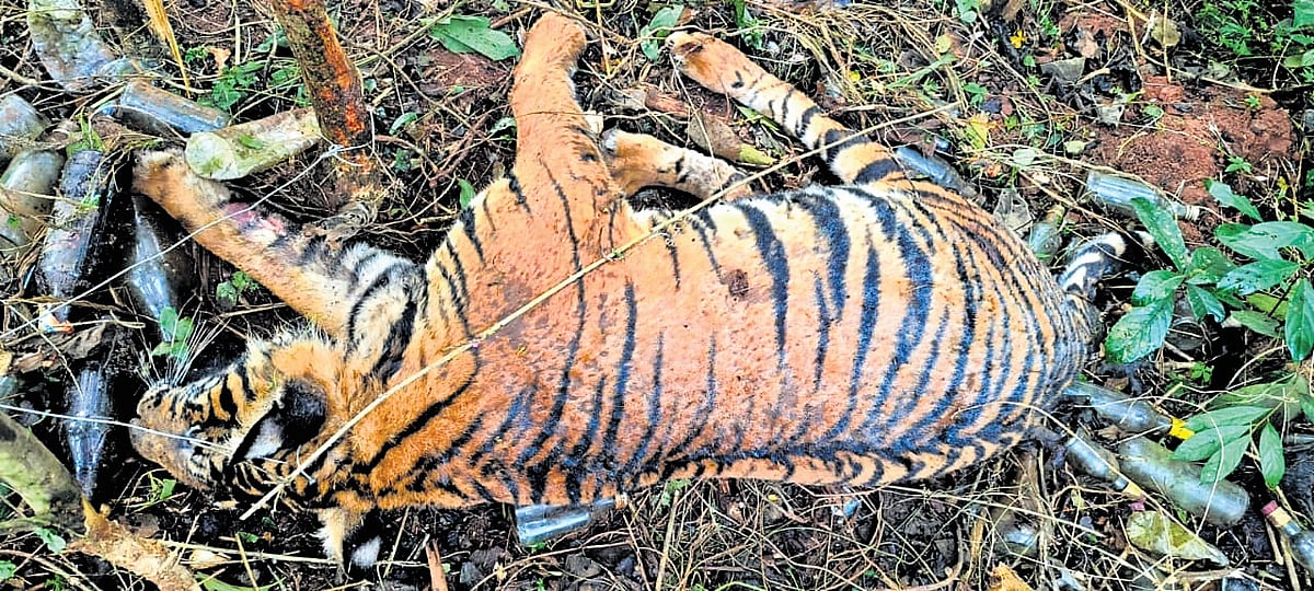 Tiger killed by snare set up by poachers in Tamil Nadu's Gudalur, three ...