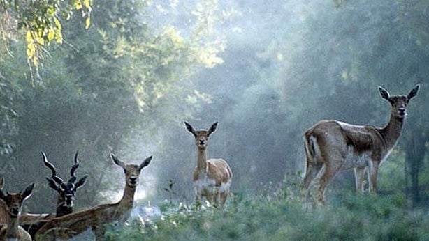 Karnataka forest department clears Eucalyptus trees, starts safari to ...