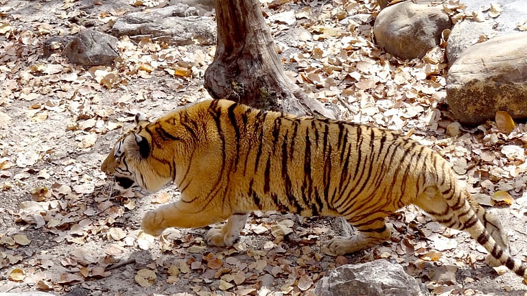 Man-eating tigers keep dominance in captivity