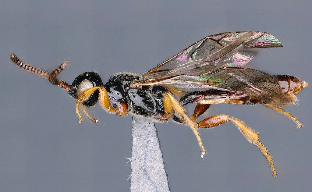 Researchers find new species of wasp at Biligiri Rangaswamy Temple in ...
