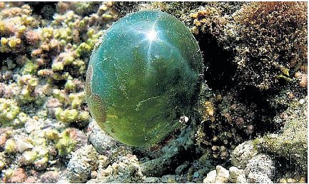 The largest unicellular organism lives in the oceans