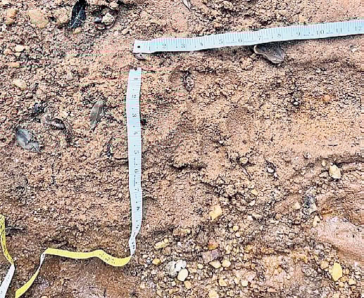 Now, tiger pugmarks seen in Bayyaram of Manugur forest