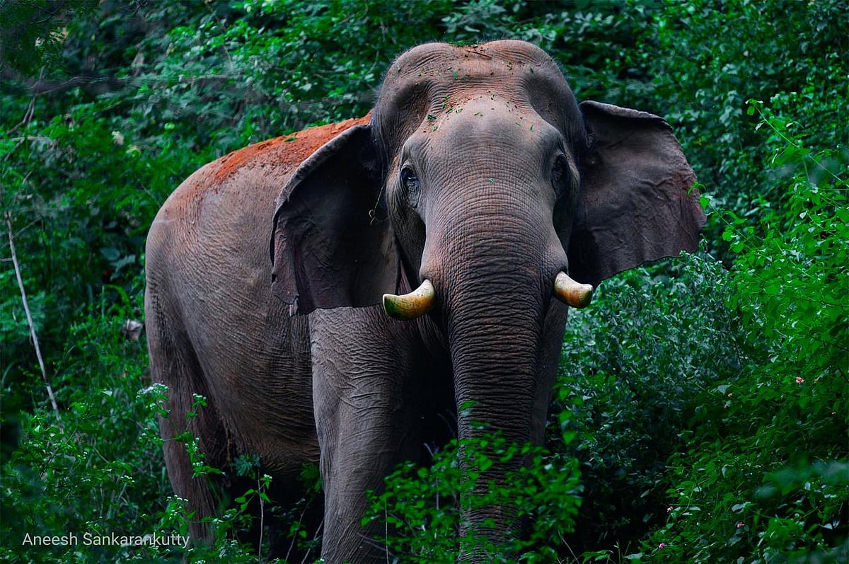 Elephant 'Chillikomban' harassed with firecrackers near Pollachi